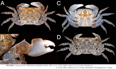 Species New to Science: [Crustacea • 2013] A review of Chiromantes ...