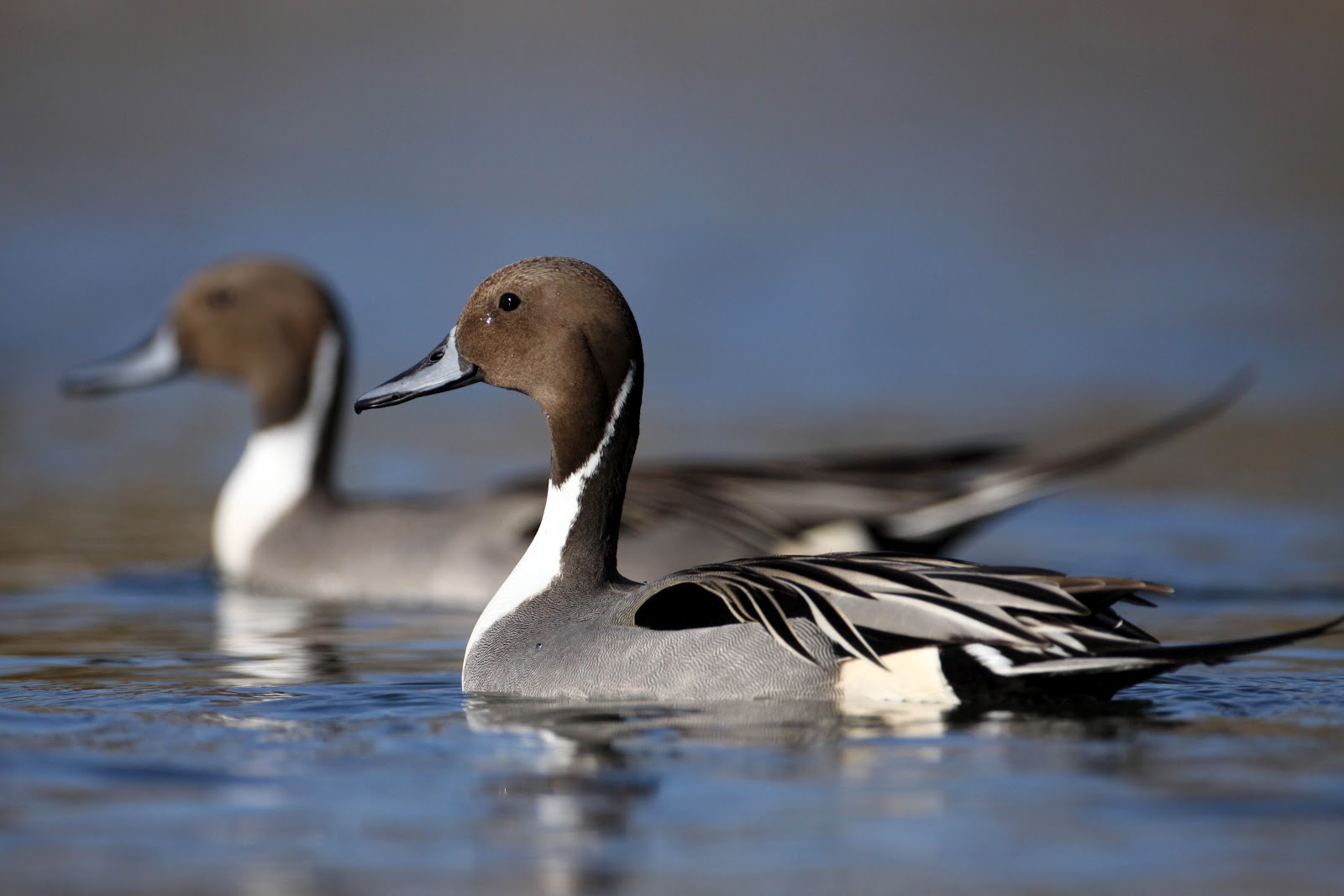 Duck, duck, duck, duck, goose!