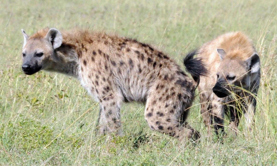 Hyena | The Biggest Animals Kingdom