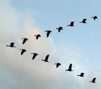 The Worlds: Geese marching in V formation
