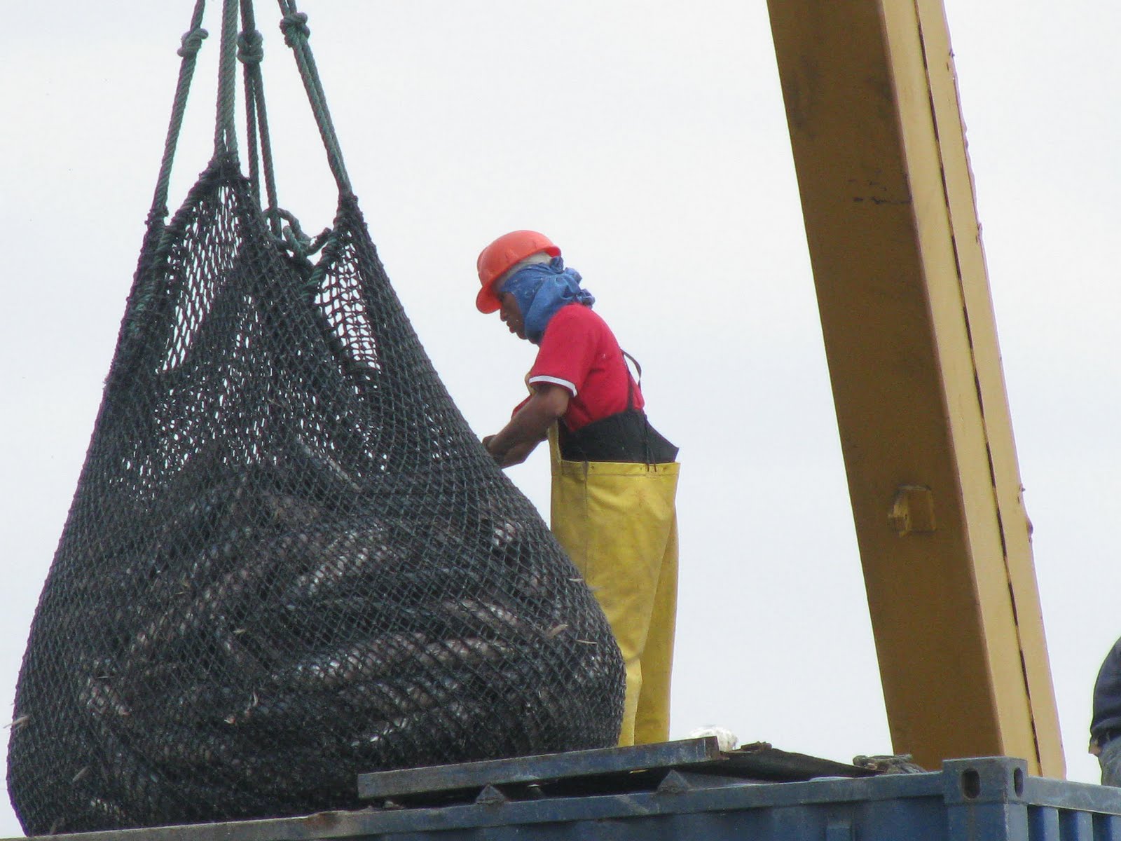 UPDATE AT THE YOST'S: MANTA - TUNA CAPITAL