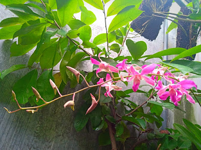 dendrobium superbiens | cara menanam anggrek