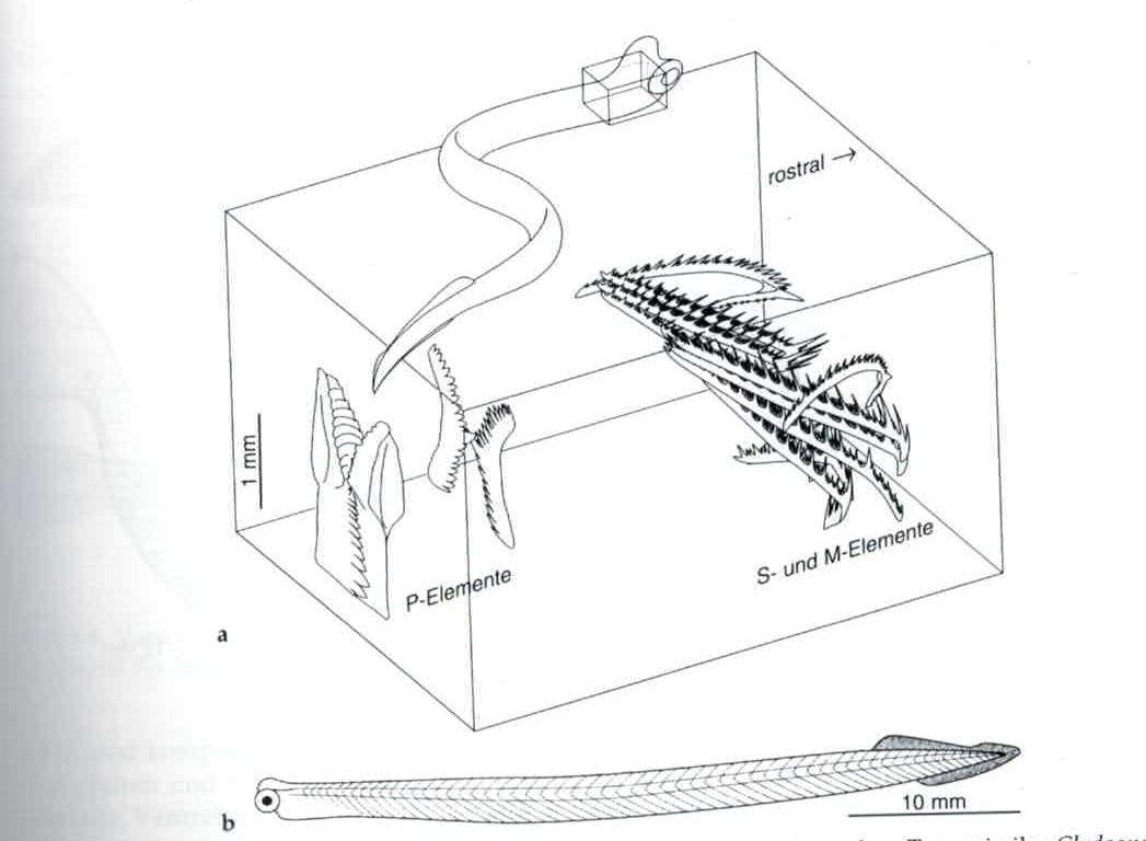 Manospondylus: Solved and Unsolved Fossil Enigmas - Part 1