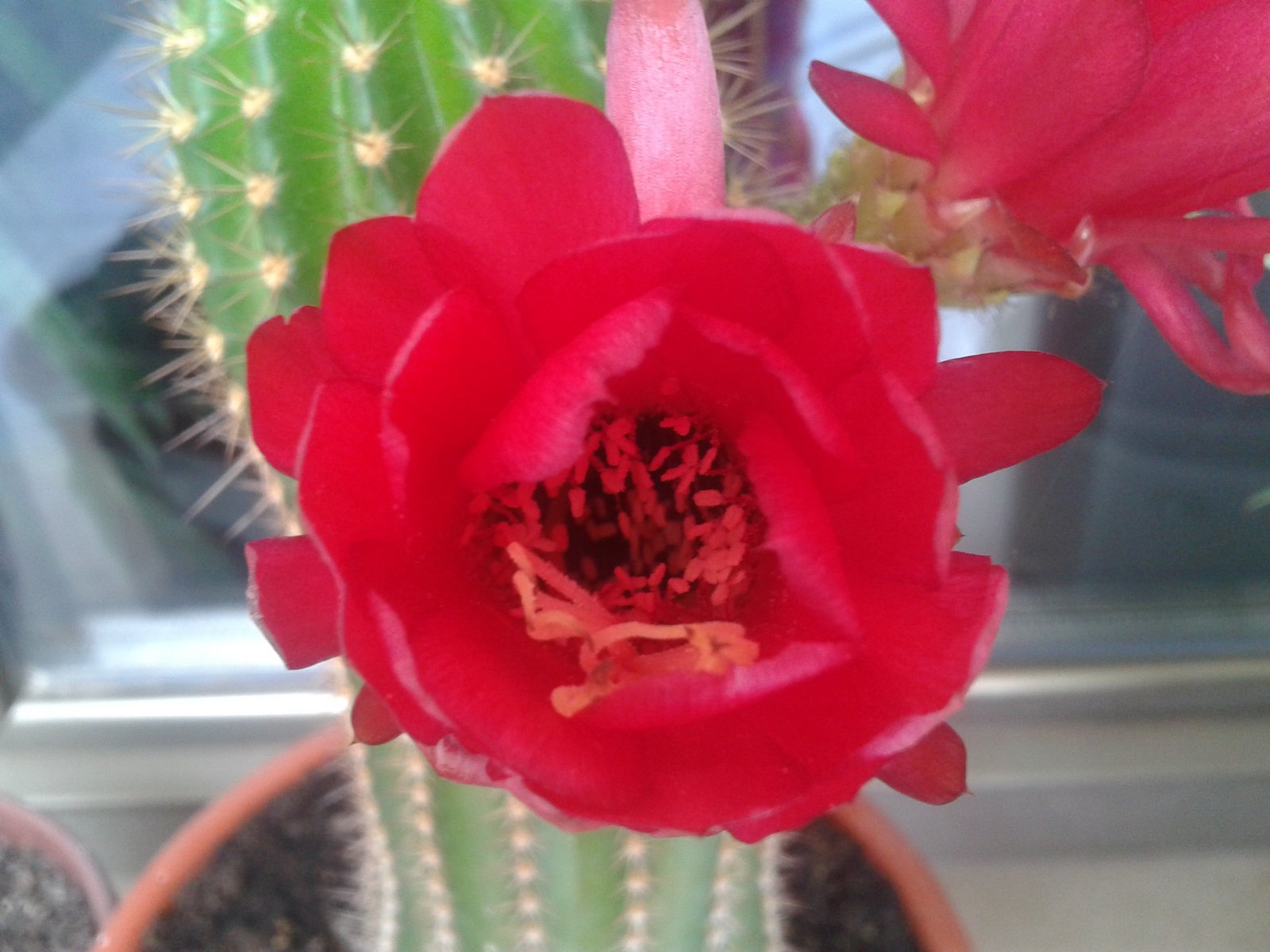 Cactus de flor roja. - LA NATURALEZA EN FOTOGRAFIAS. FOTOGRAFIE DELLA ...