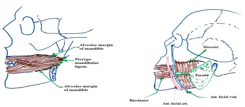face anatomy l General human anatomy revision for dental students ...