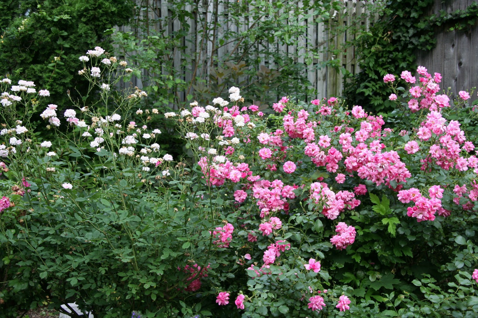 Daffodils & Daydreams: Flower Garden in June