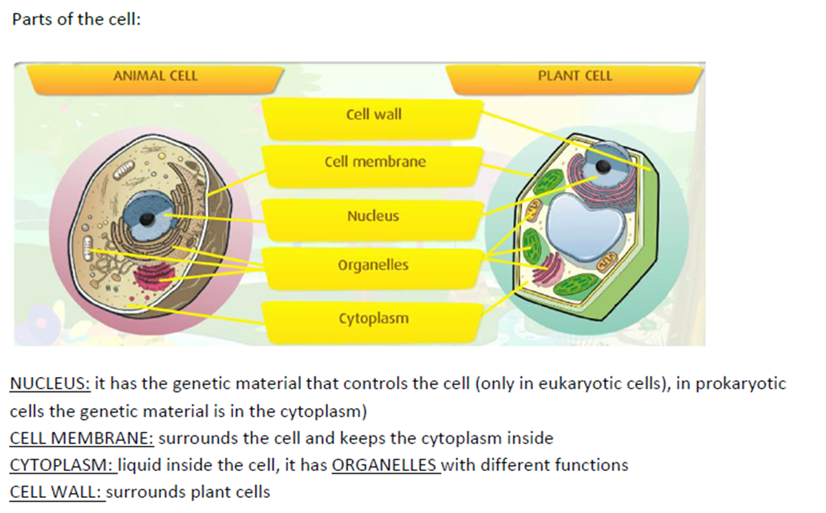 Natural Science 5 grade: 2. LIVING THINGS: internal structure