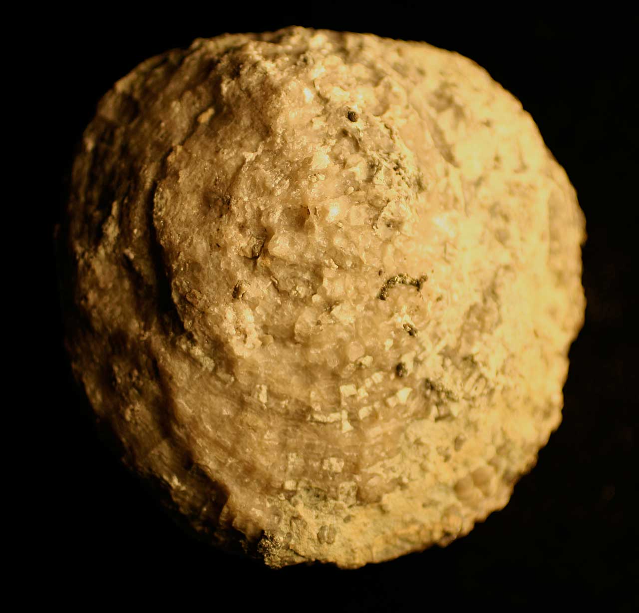 Louisville Fossils and Beyond: Favosites Tabulate Coral Fossil