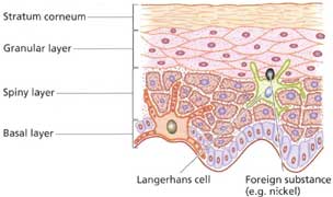 Hadijah Menulis: LAPISAN EPIDERMIS
