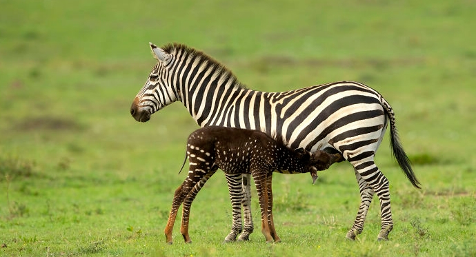 White Wolf : Newborn Zebra With Rare Polka Dot Markings Is Spotted In Kenya
