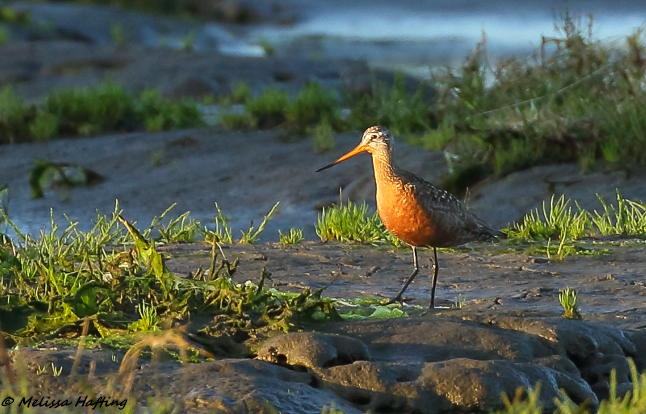 Hudsonian Godwits are now listed by COSEWIC as Threatened