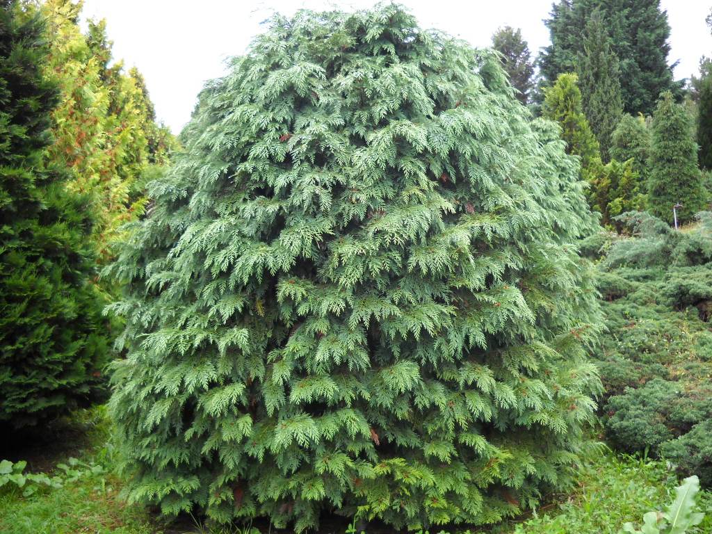 Trees Planet: Chamaecyparis lawsoniana - Lawson Cypress