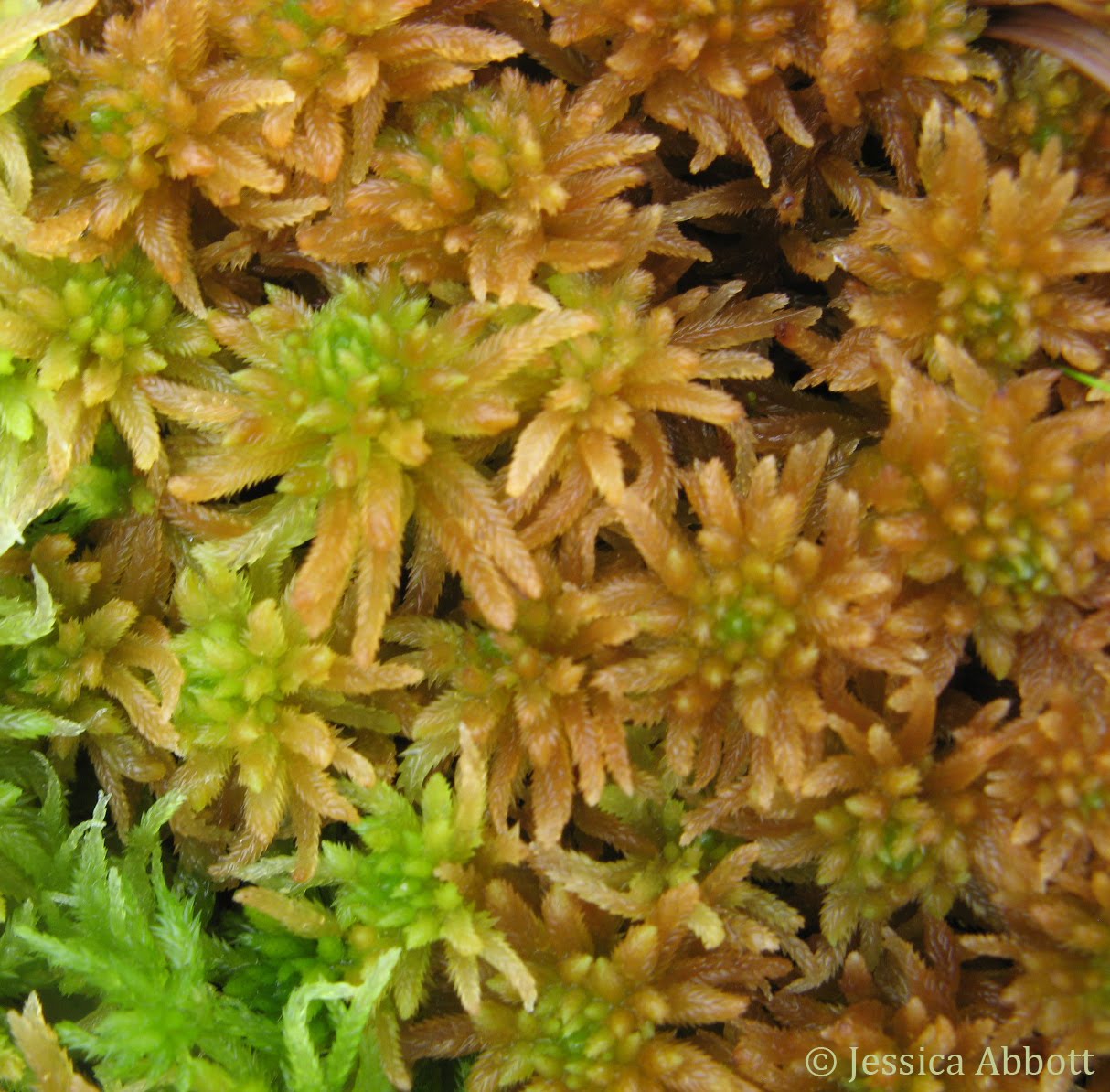 Bryophytes of Central and Northern Europe: Sphagnum pulchrum