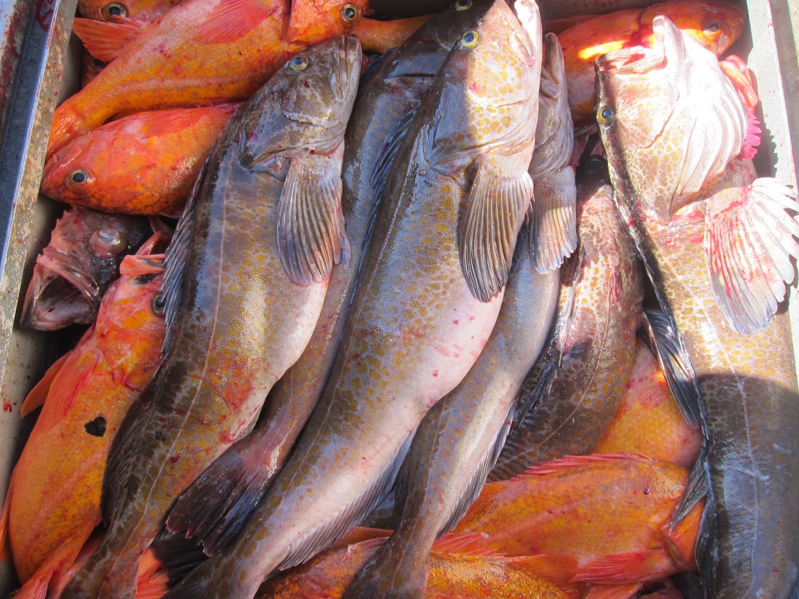 Todds Extreme Fishing: Sable fish, lingcod & bottom fish!