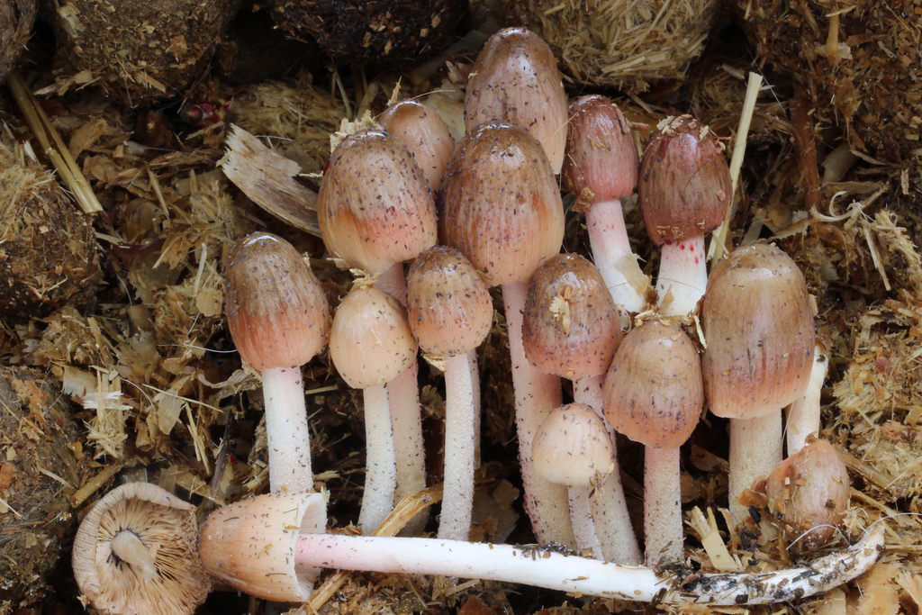 HONGOS DE AMERICA Y OTROS CONTINENTES: FAMILIA: Bolbiticeae. GENERO ...