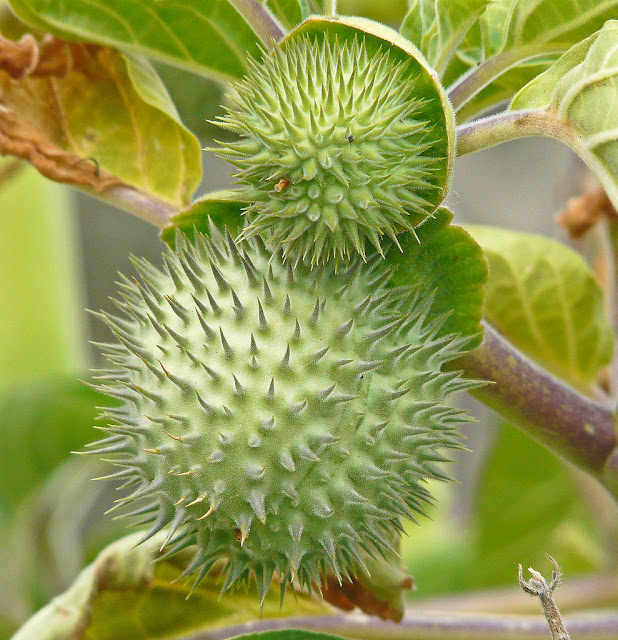 10 Plants That Can Kill You