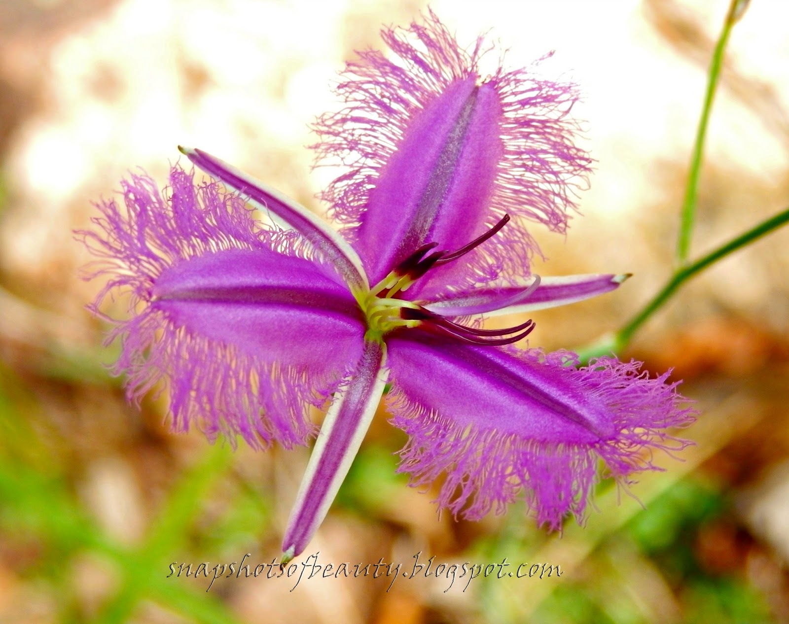 Snapshots of Beauty: NATIVE FRINGE DWELLERS