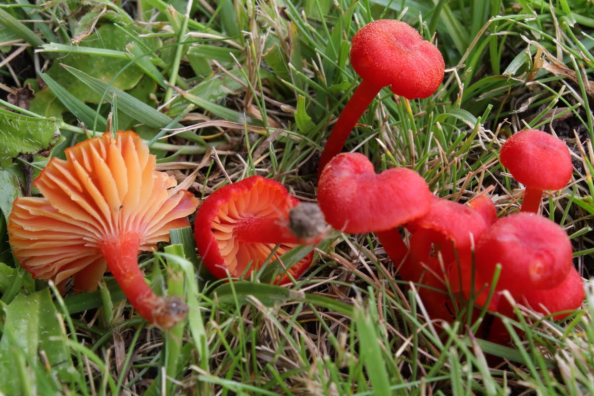 Setas de Siero y Noreña: Hygrocybe helobia