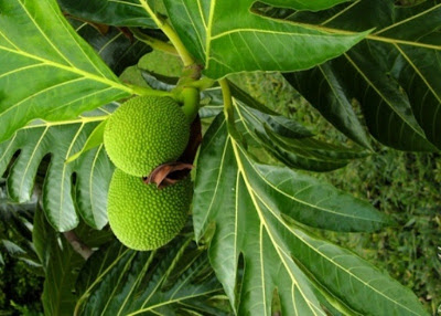 VENTO NORDESTE: FRUTA-PÃO - UMA DAS MAIS IMPORTANTES FRUTAS ALIMENTARES ...