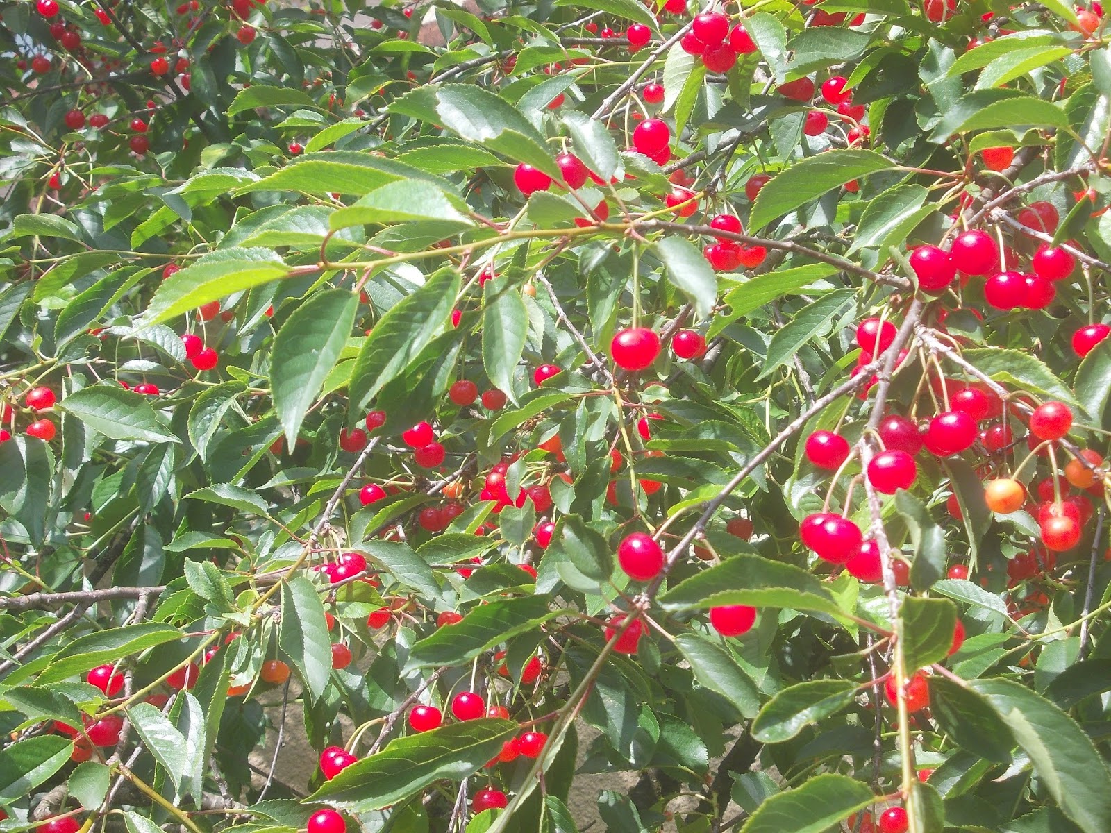 Voillans, village du Doubs, site officiel: Griottier (cerisier aigre)