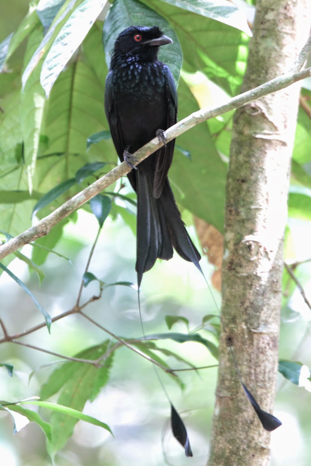 Mike is the name Birding is the game ( Birding in Malaysia - Malaysian ...