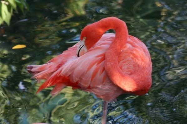 Flamingo - Burung Pink Yang Terkenal