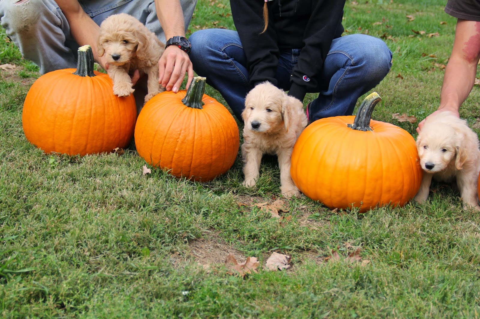 Yesteryear Acres - Doodle Days : Goldendoodle Pumpkins