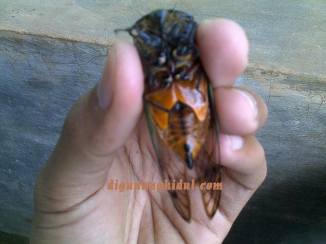 Gambar Serangga Bernama Gareng