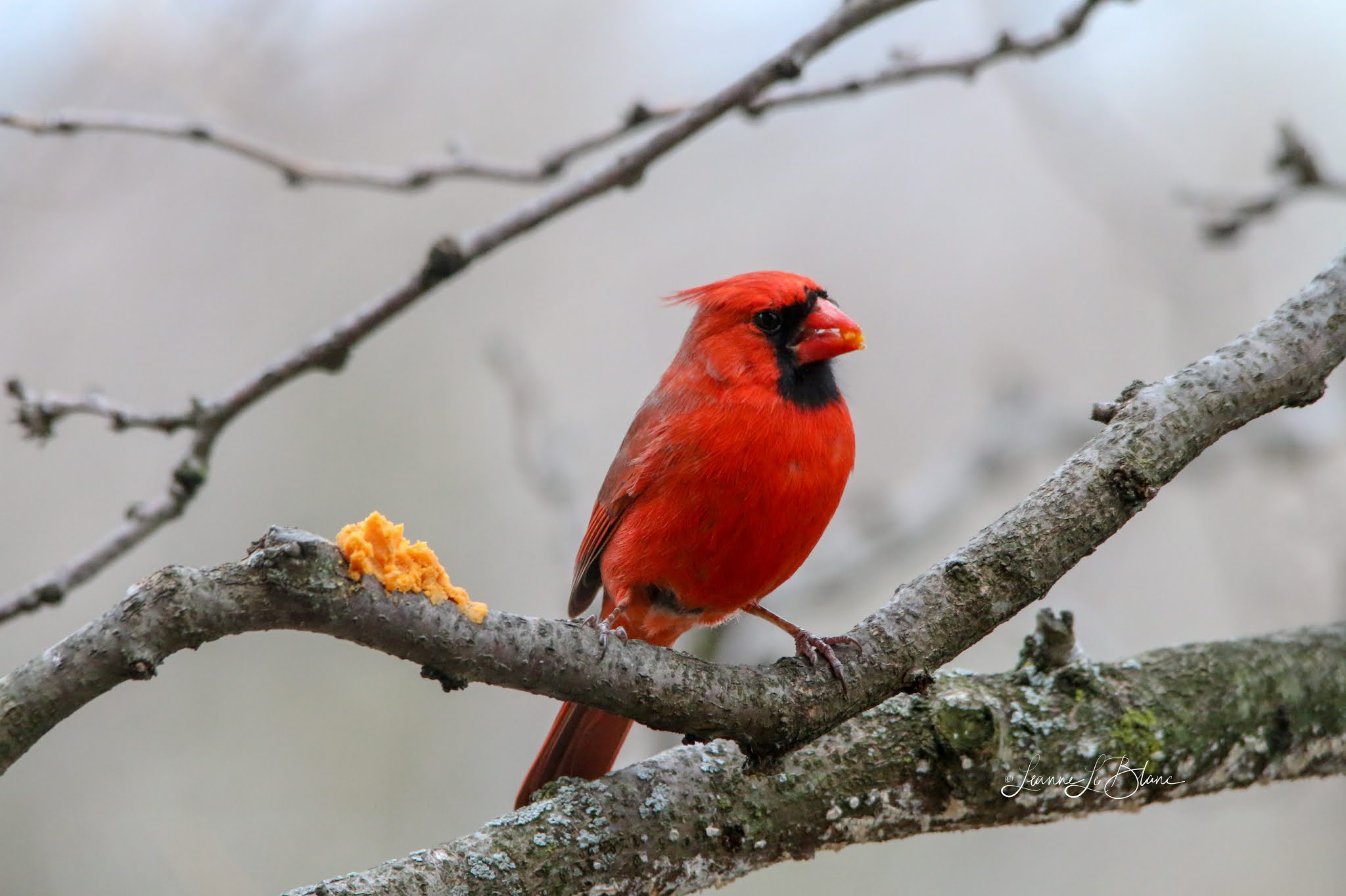 Species Spotlight: Northern Cardinals | Nature Notes Blog