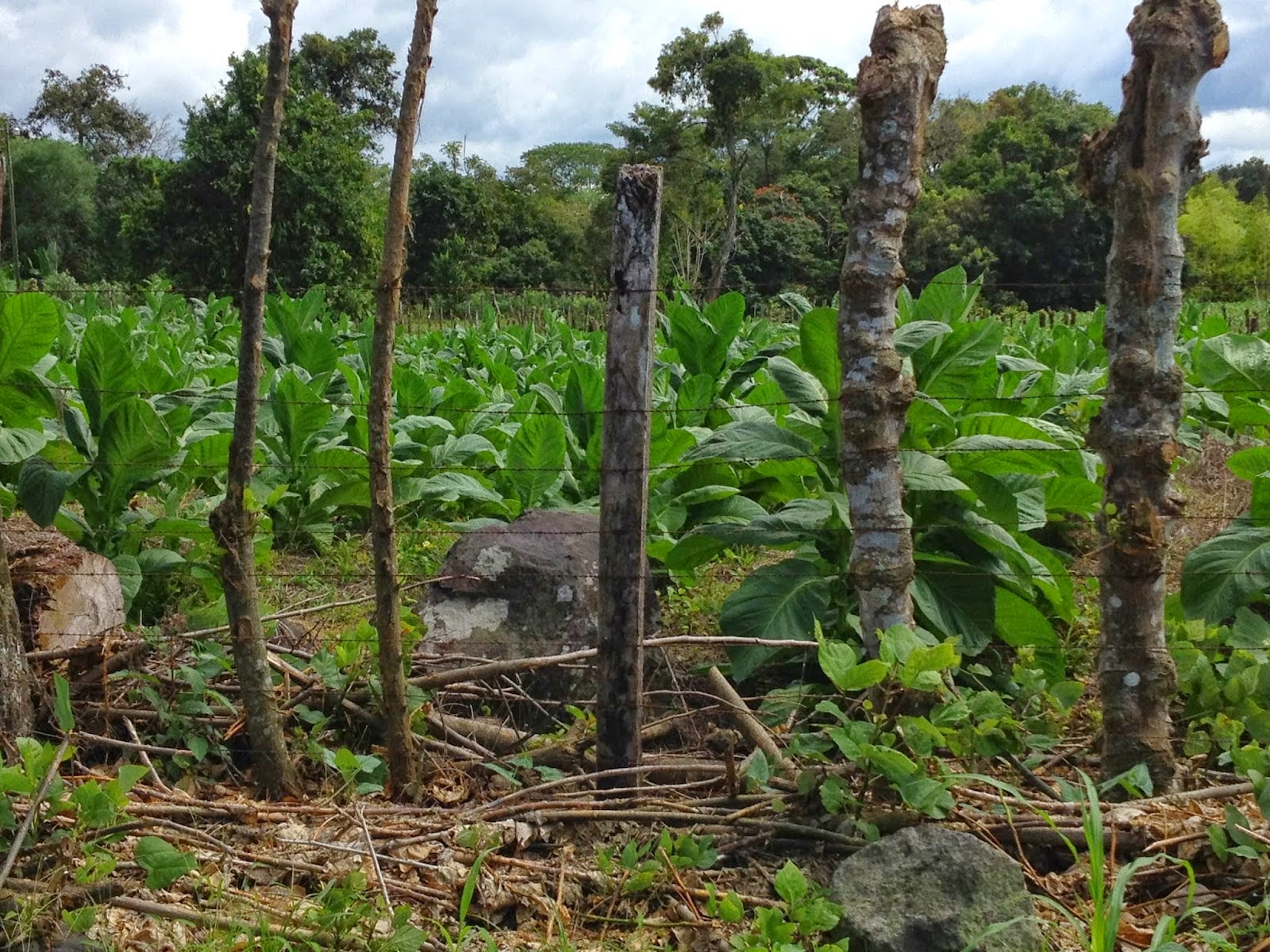 Culturama: EN EL SANTO DE BUGABA