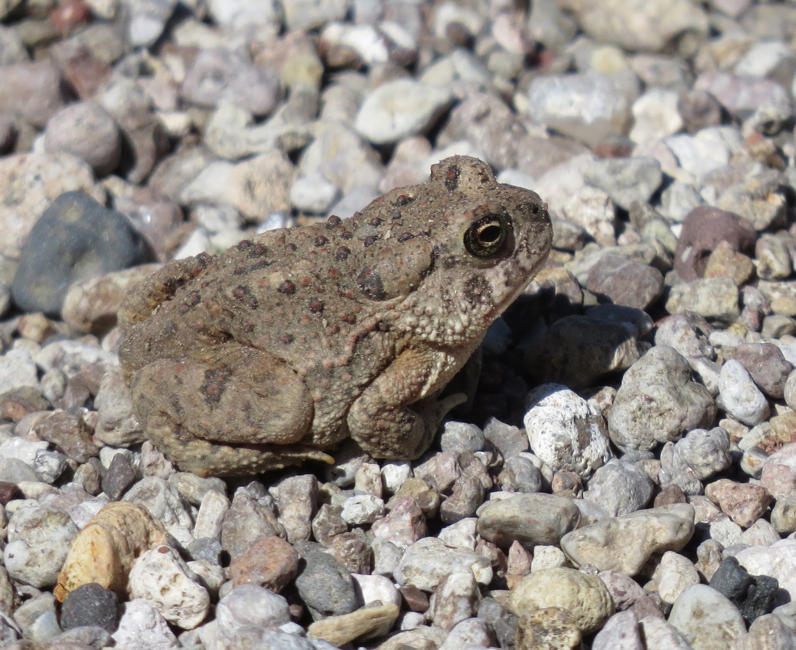 Bug Eric: New Mexico Dragonfly Blitz - Day 3