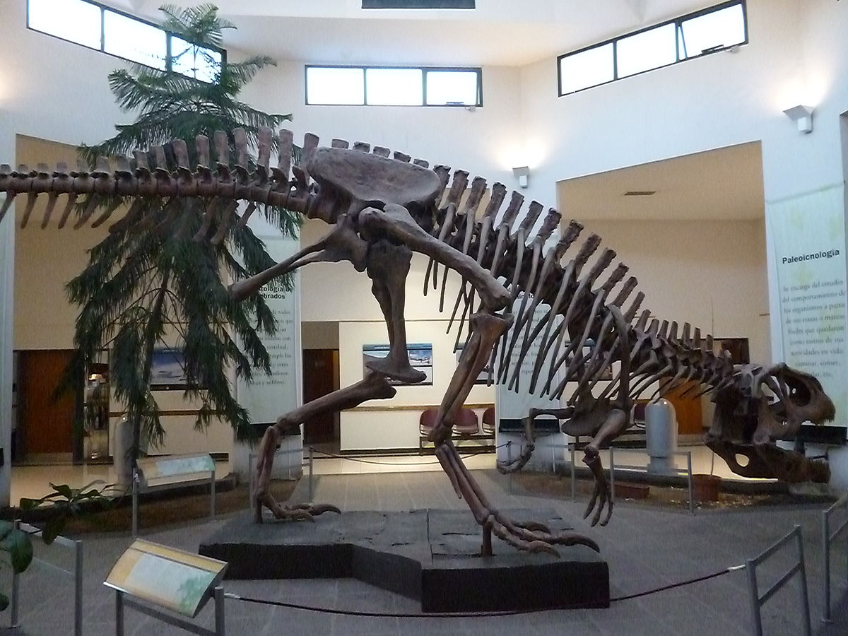 Mapusaurus Skeleton