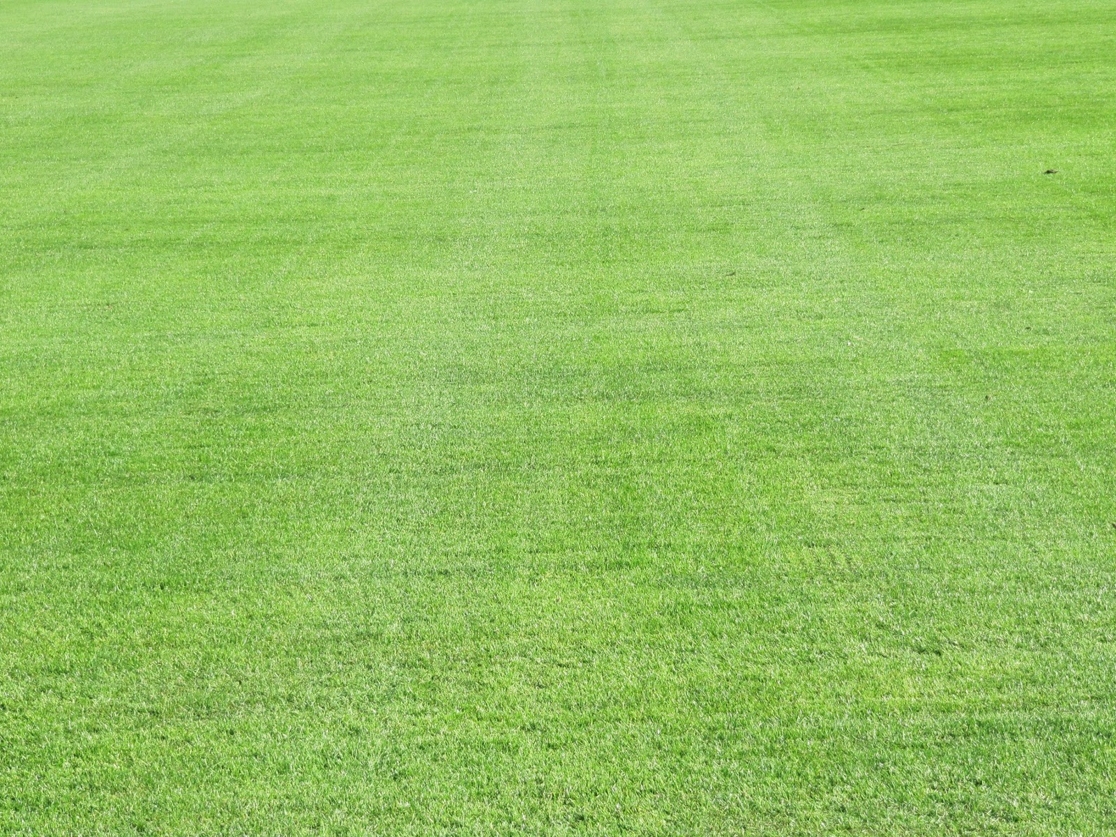 Qu'en pensez vous ?: Fonds d'écran de gazon fraîchement tendu