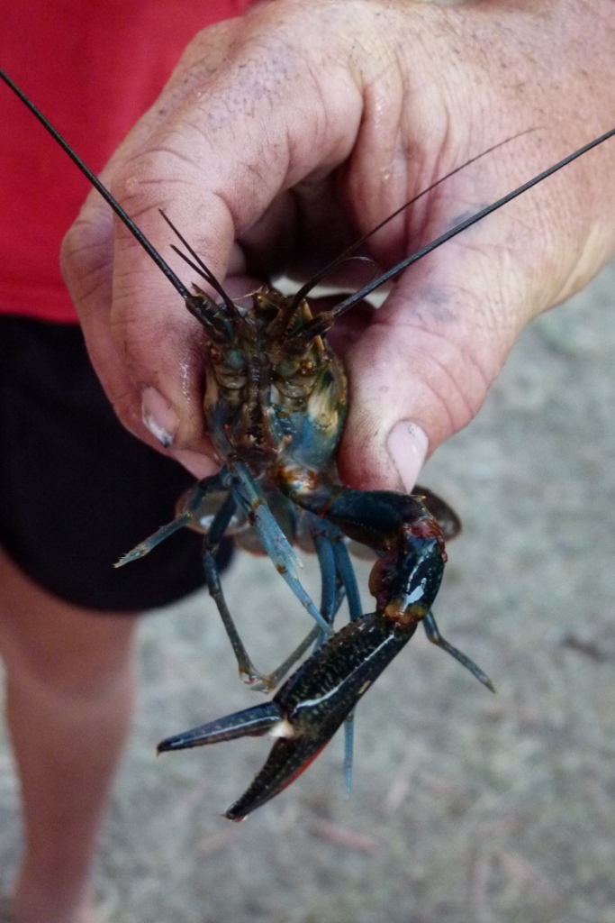 Where is Bear..Raz, Magi, Digs and Miranda?: Cooktown Crossing: "Mummy ...