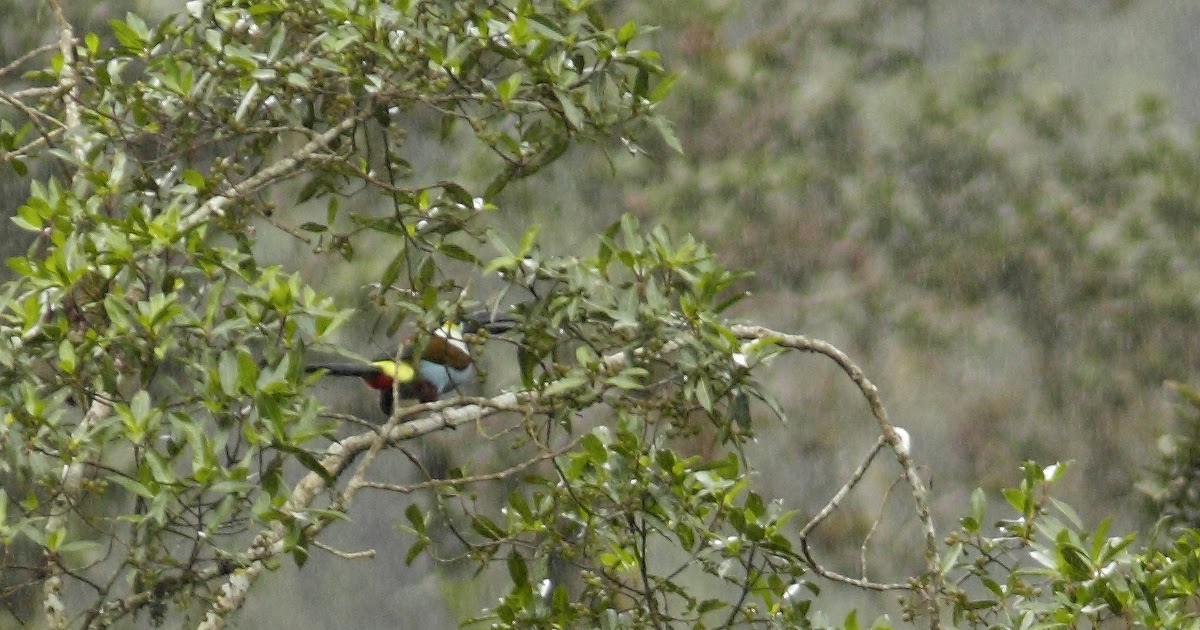 mis fotos de aves: Andigena nigrirostris Tucán Piquinegro Black-billed ...
