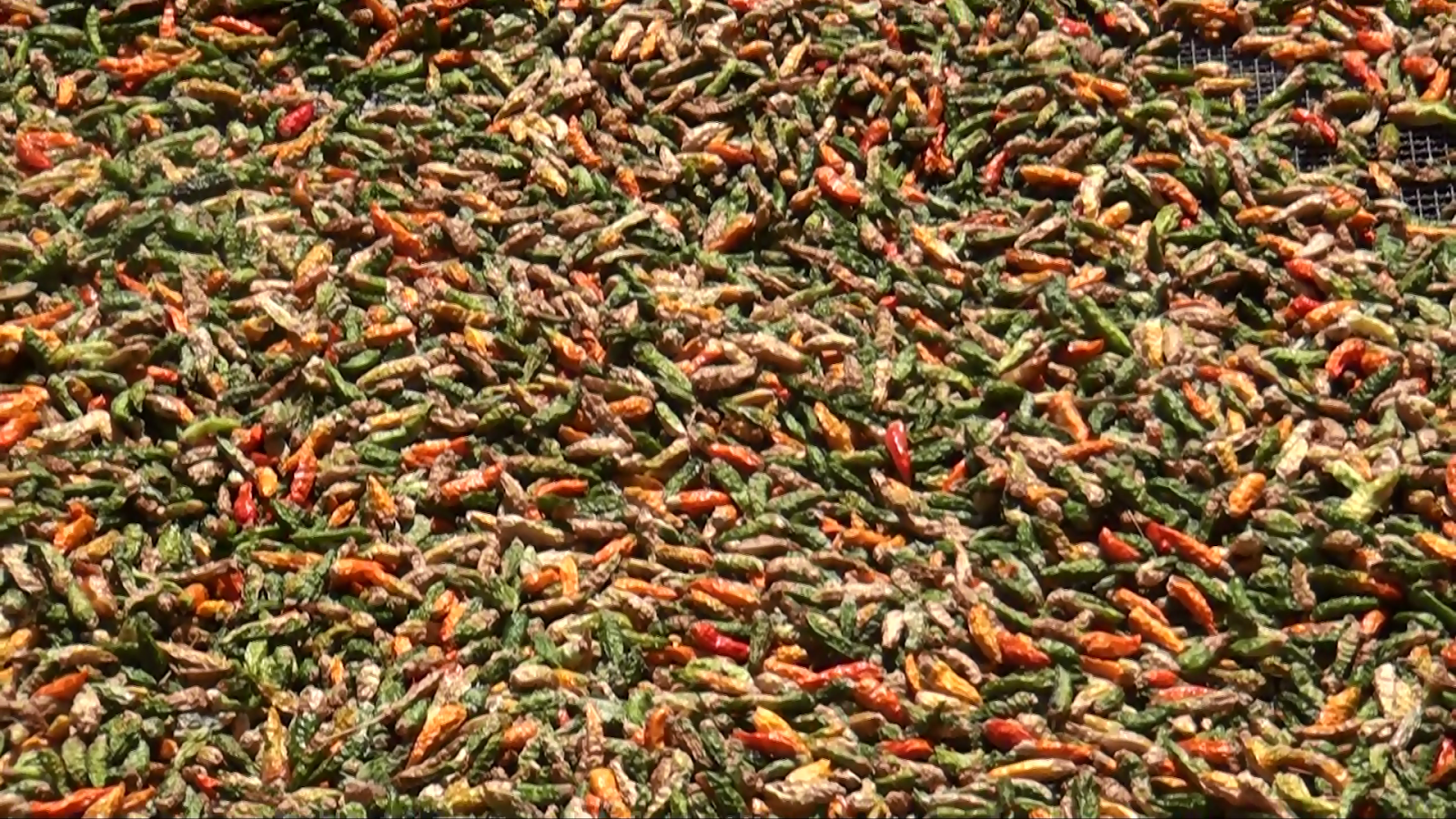 KAMPUNI YA VEGRAB ORGANIC FARMING LTD YAZINDUA SOKO LA PILIPILI KICHAA ...