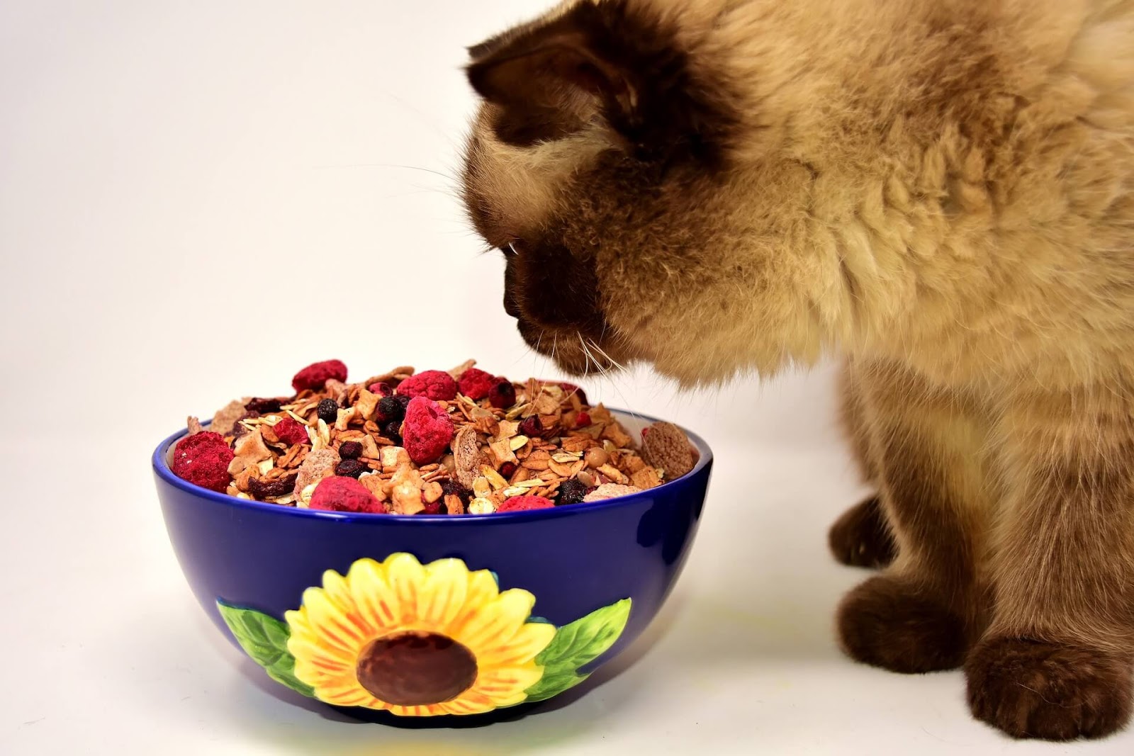 Is Wet Cat Food Better Than Dry is-wet-cat-food-better-than-dry