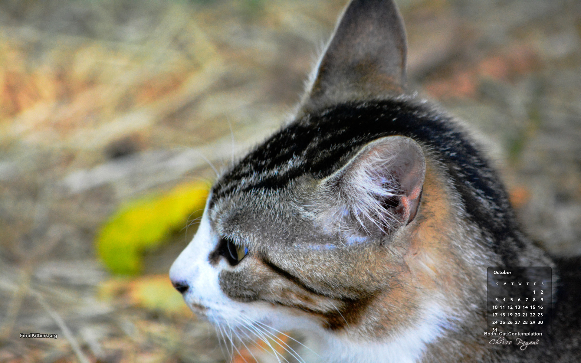 October Cat of the Month Wallpaper - Bodhi Cat Contemplation