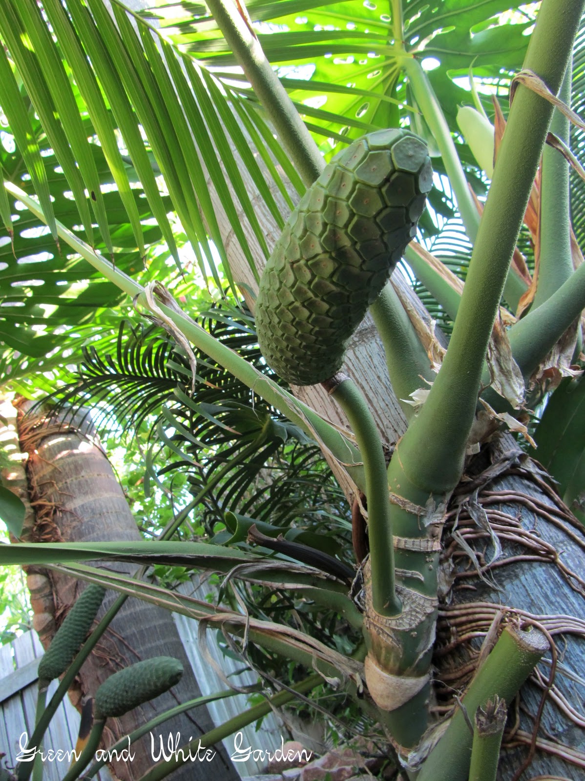 green and white garden: Delicious monster!