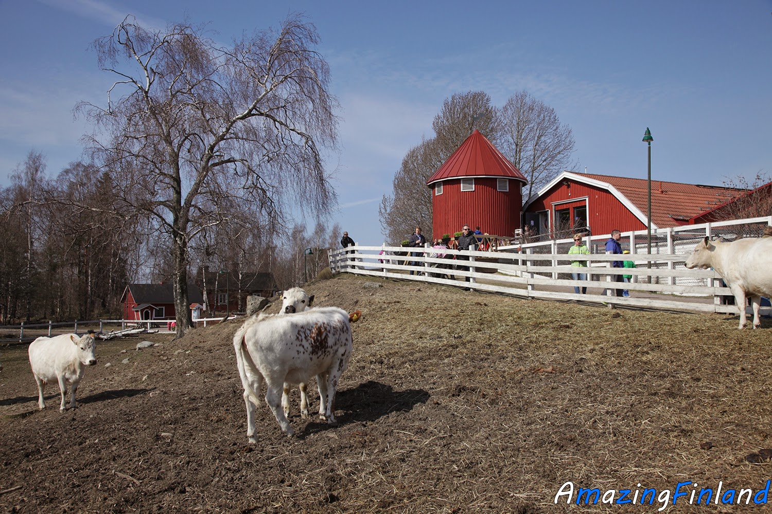 Amazing Finland: A farm in the middle of Finland's capital