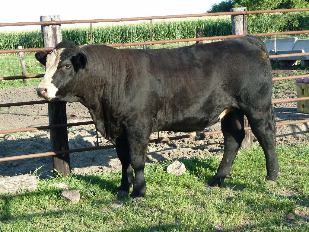 Holtkamp Cattle Co: Half blood Simmental bull For Sale.