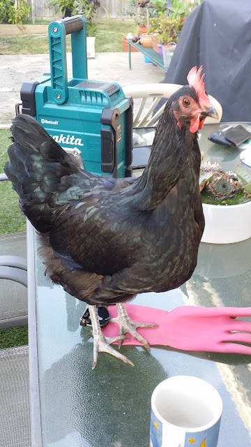 Midlifewanderlust: Just a couple of Old Chooks