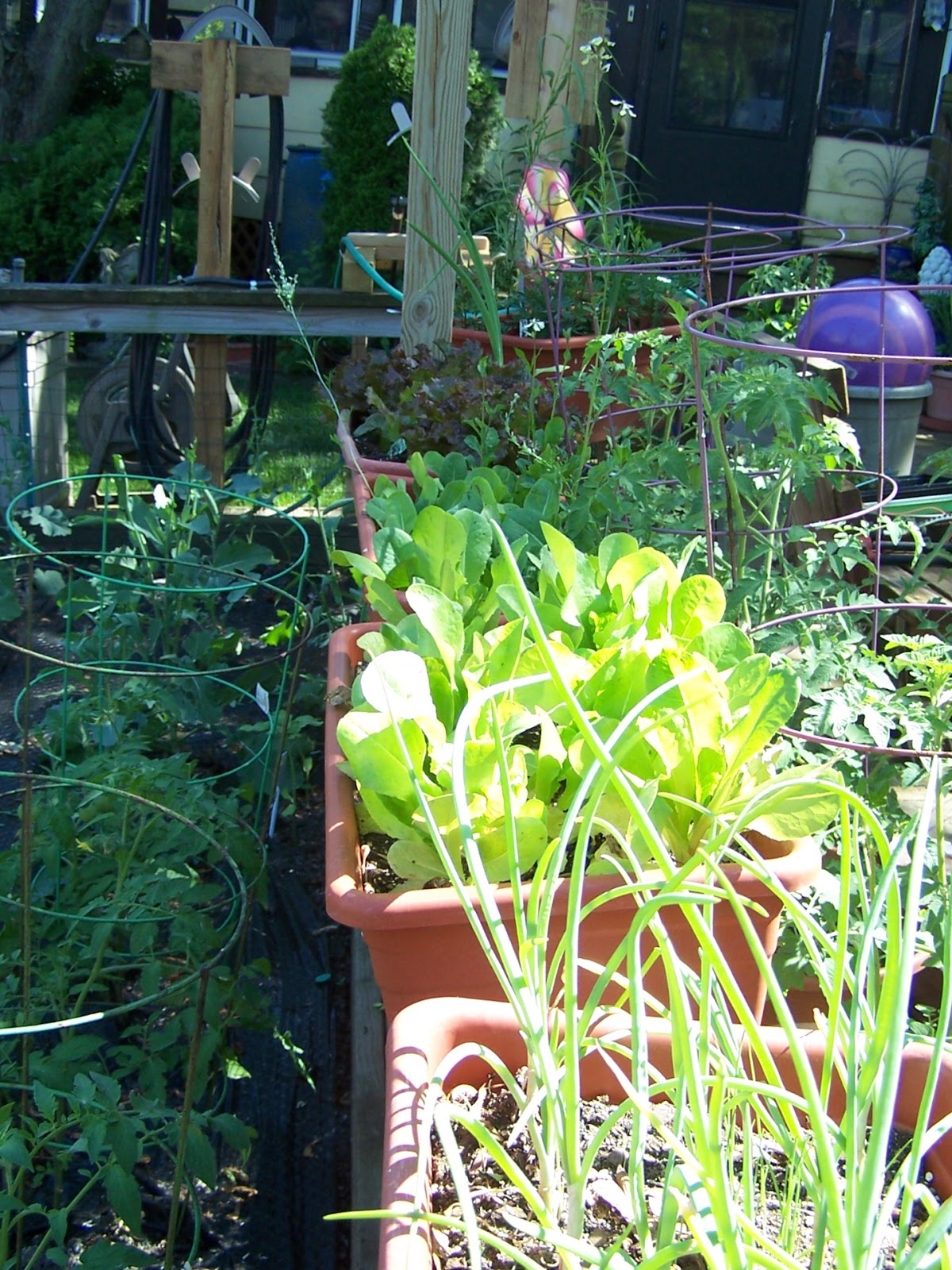 Somethings Old, New, Green, Redo!: Midwest Gardening: What's Blooming ...