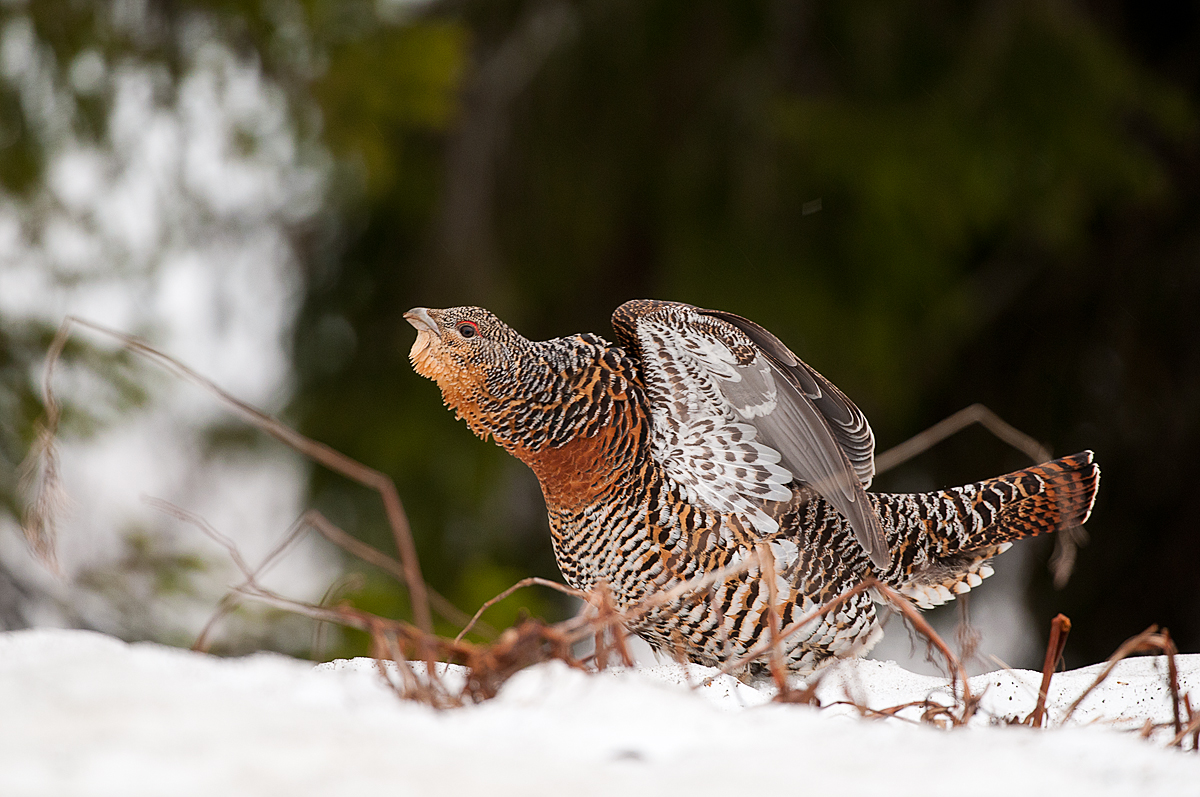Bjørn Oddvar Landsem: Orrhøne og røy