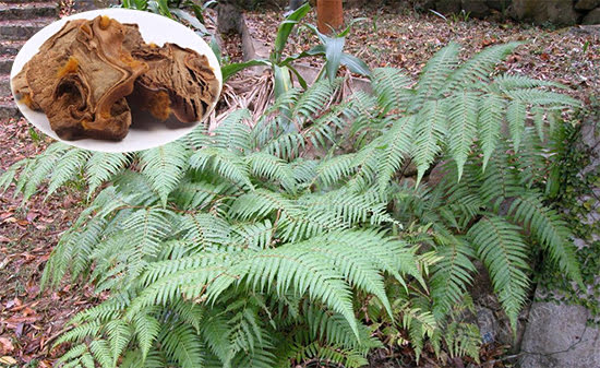 Cibotium barometz (L.) J. Sm.