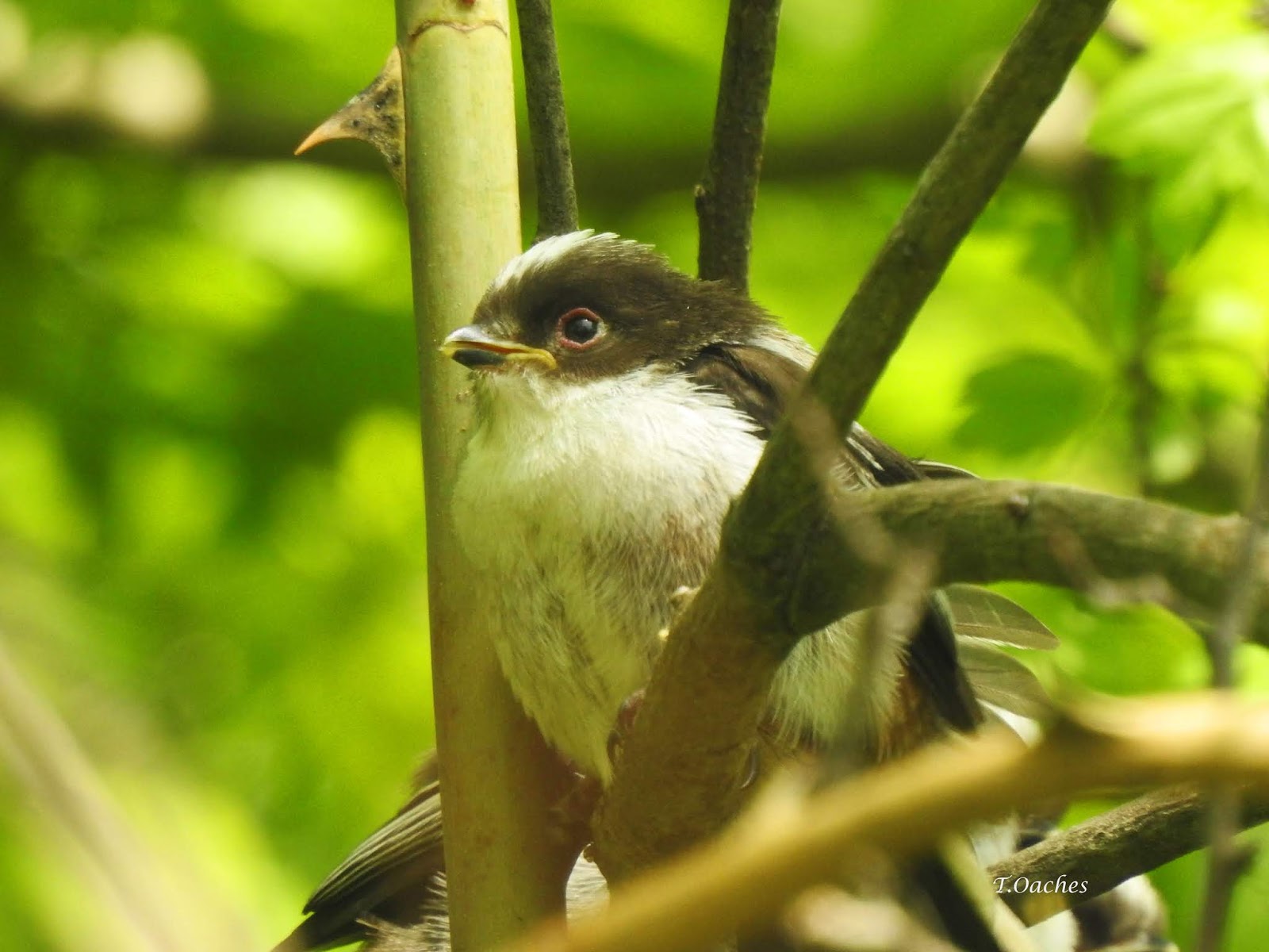 PASARI DIN ROMANIA: PITIGOI CODAT, Pui si juvenili (2), Aegithalos caudatus