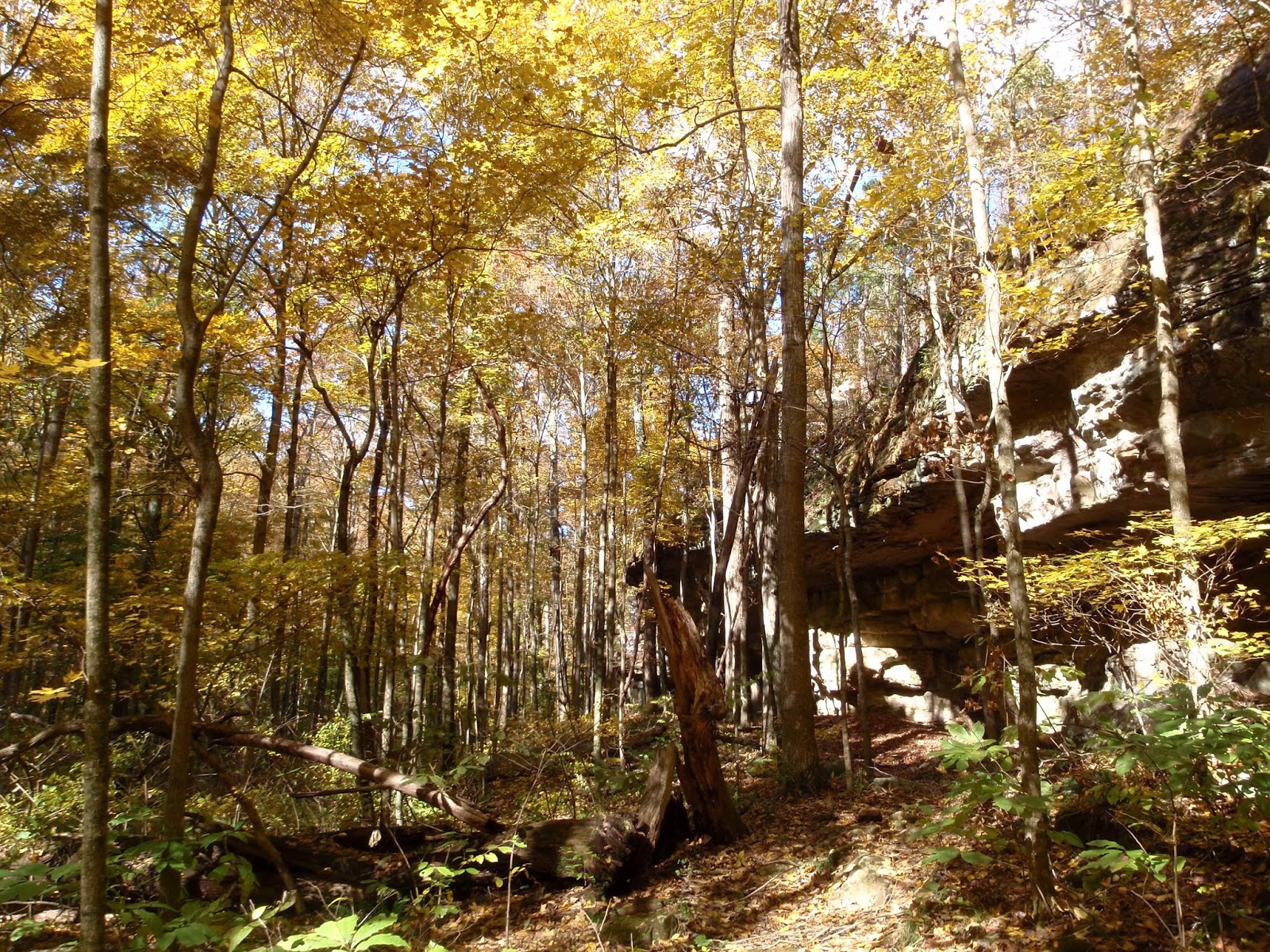 Great Outdoors: Searching for Fall Colors - Shawnee National Forest