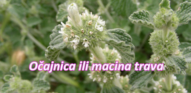 Macina trava: Mala biljka za velika djela