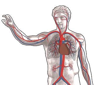 Sistema Circulatorio: Tipos de sistemas circulatorios