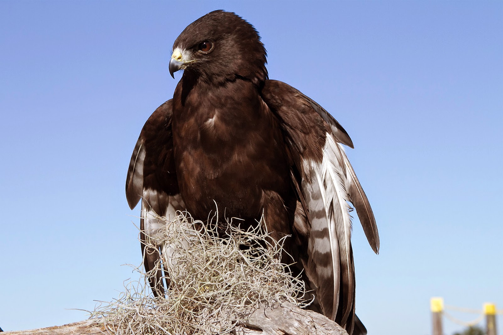 Ann Brokelman Photography: Short-tailed Hawk - Florida 2015 Captive